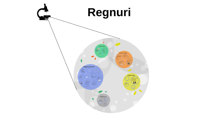 Regnuri by Mirica Denis on Prezi