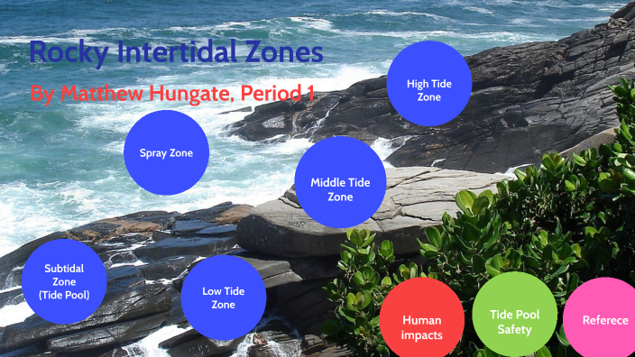 Teaching Kids About the Rocky Inter tidal Zones by Matthew Hungate on Prezi