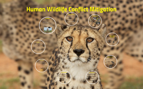 Human Wildlife Conflict Mitigation by Burton Julius on Prezi