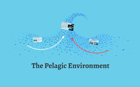 The Pelagic Environment by maddalynn d on Prezi