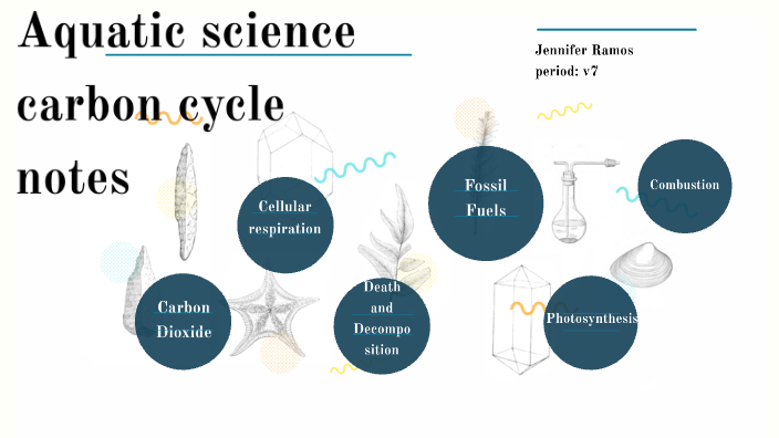 Aquatic science carbon cycle notes by jennifer ramos on Prezi