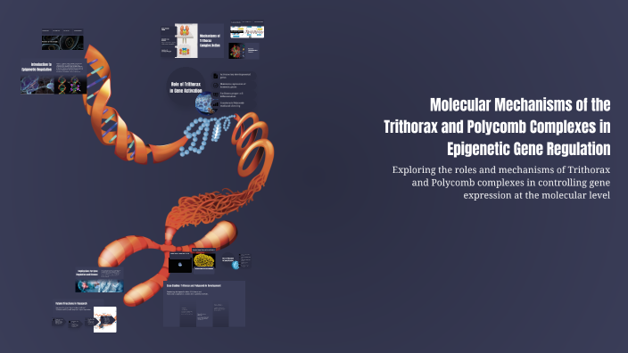 Molecular Mechanisms of the Trithorax and Polycomb Complexes in ...