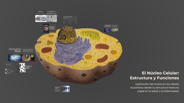 El Núcleo Celular: Estructura y Funciones by JOSE URAZAN on Prezi