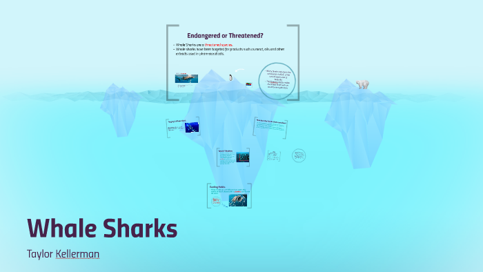 Whale Shark by Taylor Kellerman on Prezi