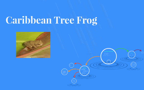 Caribbean Tree Frog by Meena Ramakrishnan on Prezi