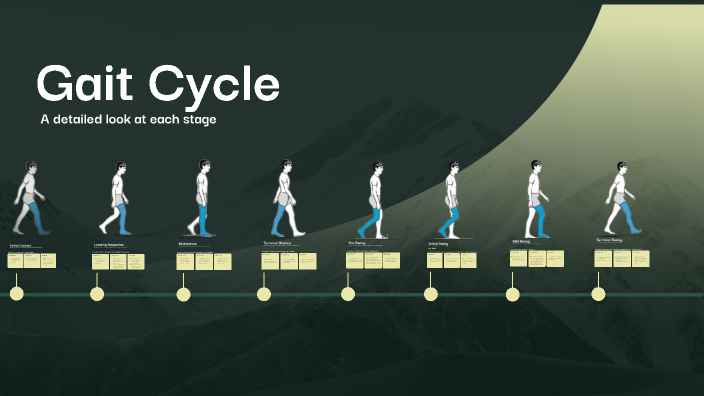 Understanding the Gait Cycle by Lachlan Bett on Prezi