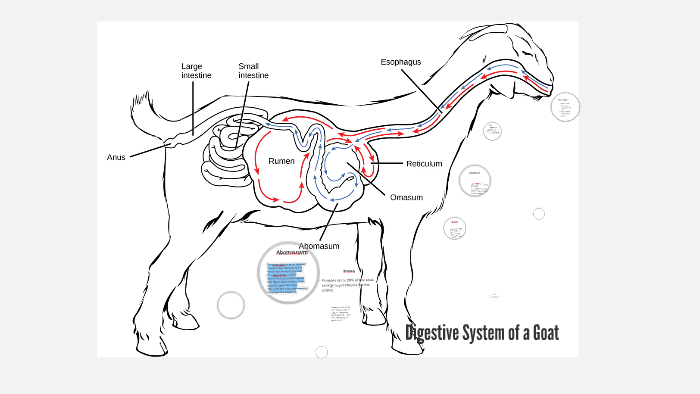 Digestive System of a Goat by Katie Hawkins on Prezi