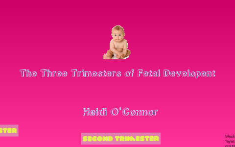 The Three Trimesters of Fetal Development. by heidi oconnor on Prezi