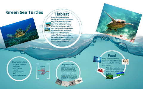 Sea Turtles by Jessica Scott on Prezi