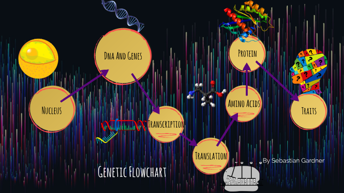 Genetic Flowchart by SEBASTIAN GARDNER on Prezi