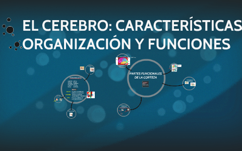EL CREBRO: CARACTERÍSTICAS by ilse de la torre on Prezi