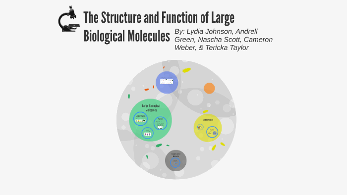The Structure and Function of Large Biological Molecules by Lydia ...