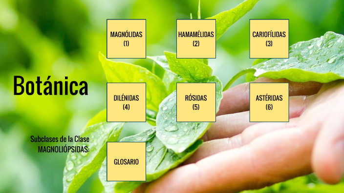 Botánica sistemática by Ana Arias on Prezi