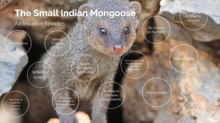 The Small Indian Mongoose by Morgan Poulos on Prezi