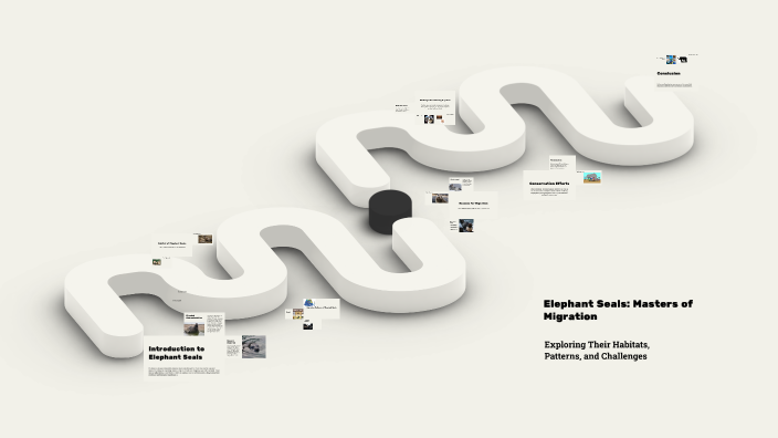 Elephant Seals: Masters of Migration by Carson Utley on Prezi