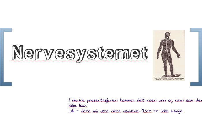 Sentralnervesystemet og det perifere nervesystemet by Trond Vevle on Prezi