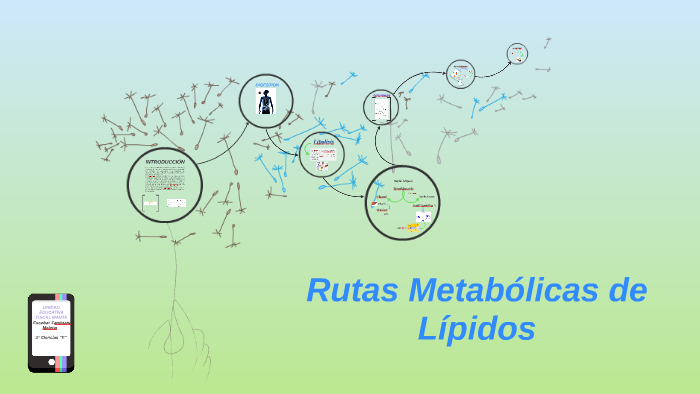 Rutas Metabolicas de Lipidos by on Prezi