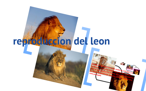La reproduccion del leon by Irene Carrion on Prezi