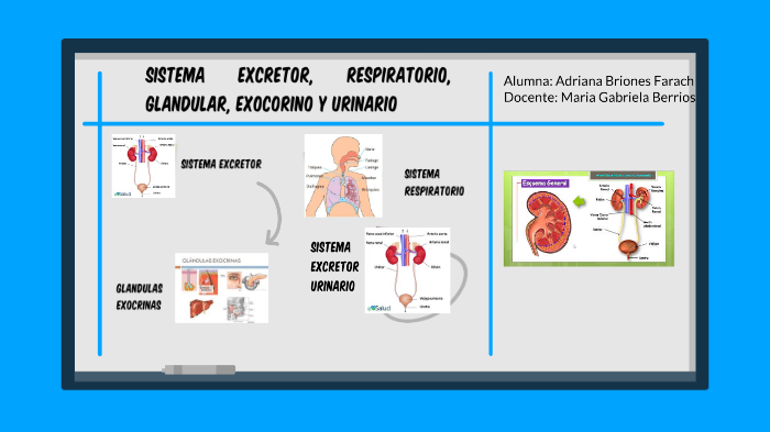 sistema excretor by Adriana Briones on Prezi