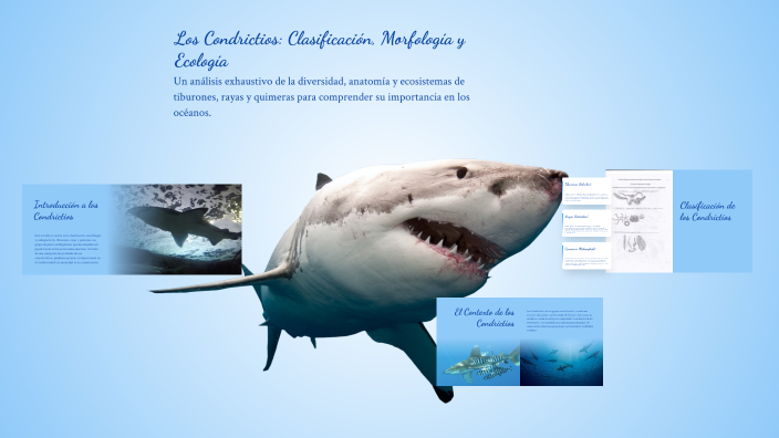 Los Condrictios: Clasificación, Morfología y Ecología by Fabio Benjamin ...