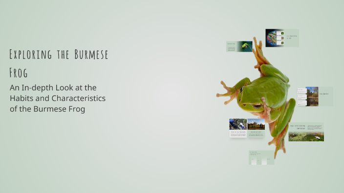 Exploring the Burmese Frog by Nawaf Hassan on Prezi