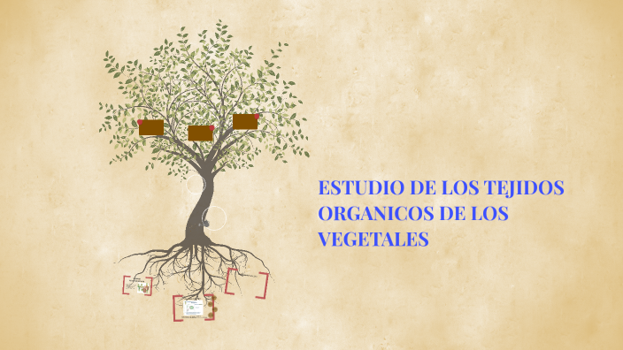 ESTUDIO DE LOS TEJIDOS ORGANICOS DE LOS VEGETALES by Emily Ferrufino on ...