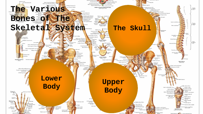 Skeletal System Presentation by Gabe Hodge on Prezi