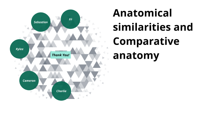 Anatomical similarities and comparative anatomy by Sebastian Cullinan ...