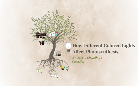 How Different Colored Lights Affect Photosynthesis by Sabera Chowdhury ...