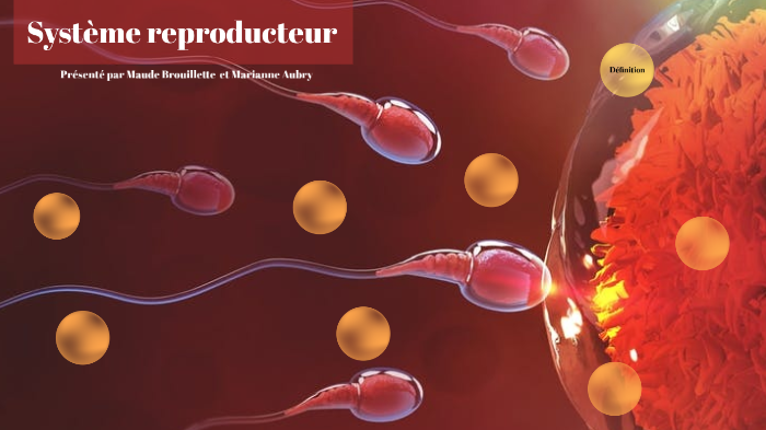 Système reproducteur by marianne aubry on Prezi