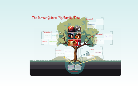 Mercer Guinea-Pig Family Tree by brianna mercer on Prezi