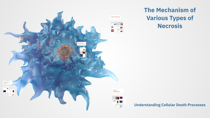 The Mechanism of Various Types of Necrosis by Mobina Sarmadi on Prezi
