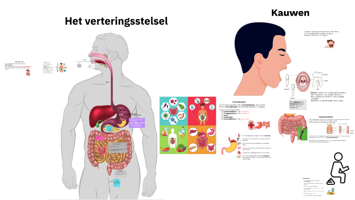 Het verteringsstelsel by anouk kuiper on Prezi