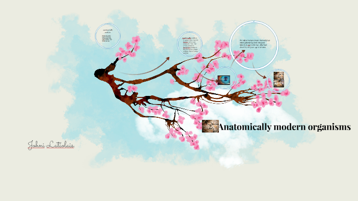 Anatomically modern humans evolved from archaic humans in th by johni ...