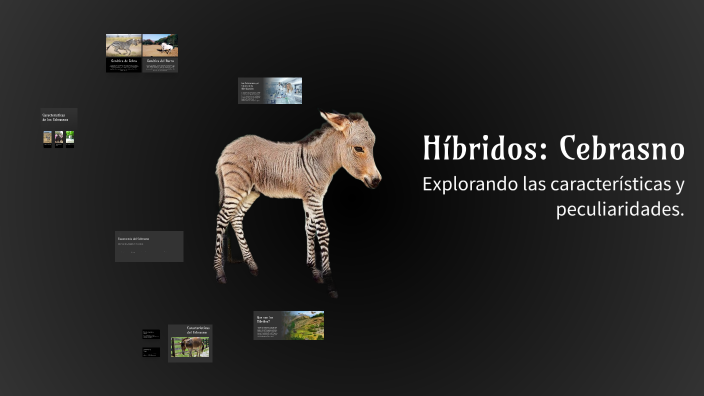 Híbridos: O Cebrasno by Ariedna Mondillo on Prezi