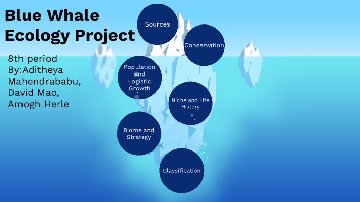 Blue Whale Ecology project AP Biology 8th Period Aditheya, Amogh, David ...