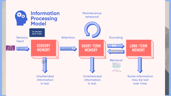 stages of information processing by Vernalyn Joy Tindoc on Prezi