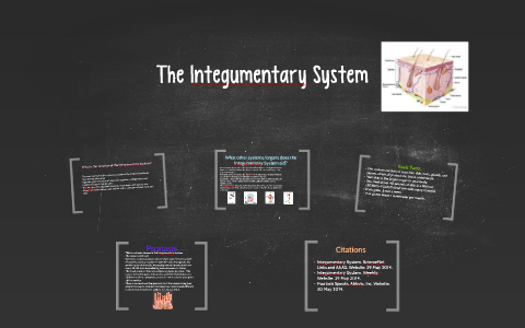 The Integumentary System by grace furlong