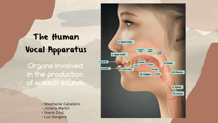 The human vocal Apparatus by Stephanie Arely Caballero Chi on Prezi