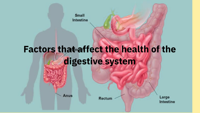 Digestive System by Rose Asher on Prezi