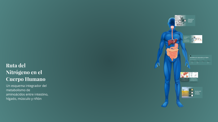 Ruta Del Nitrógeno En El Cuerpo Humano By Daniela Torres On Prezi