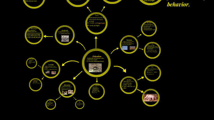 Animal behavior by brandon lippard on Prezi