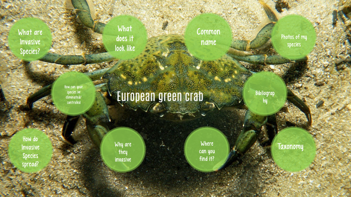 European green crab (invasive species) by Marisa Galli on Prezi
