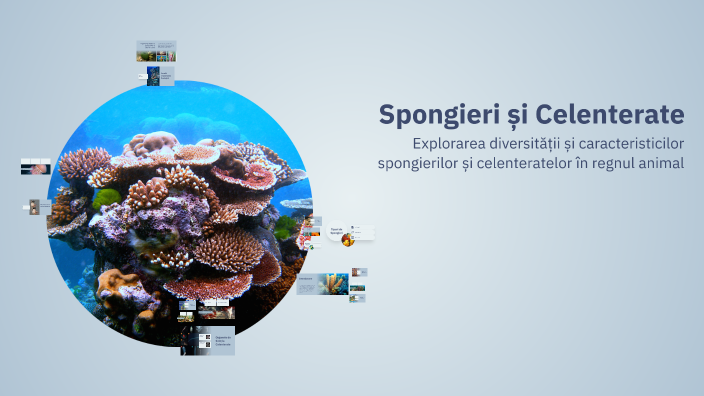 Spongieri și Celenterate by Ilinca PAVELIU on Prezi