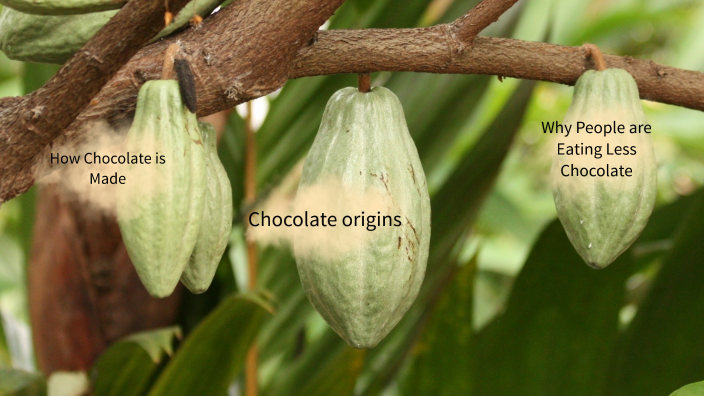 chocolate coding by Henri Dowling on Prezi