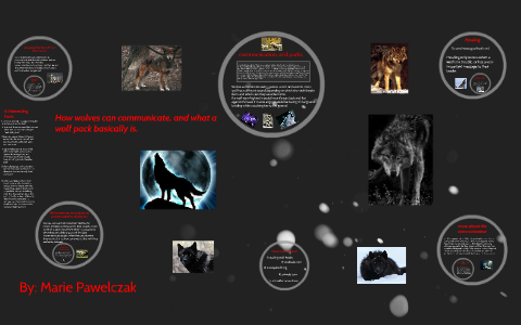 How wolves can communicate and how a wolf pack starts by Stephanie Churilla