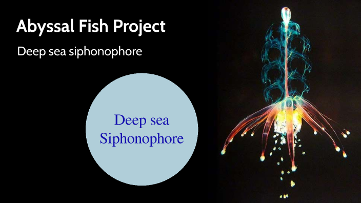 Abyssal Fish Project by Roselyn Benitez Lopez on Prezi