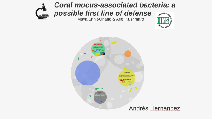 Coral mucus-associated bacteria: a possible first line of de by andres ...