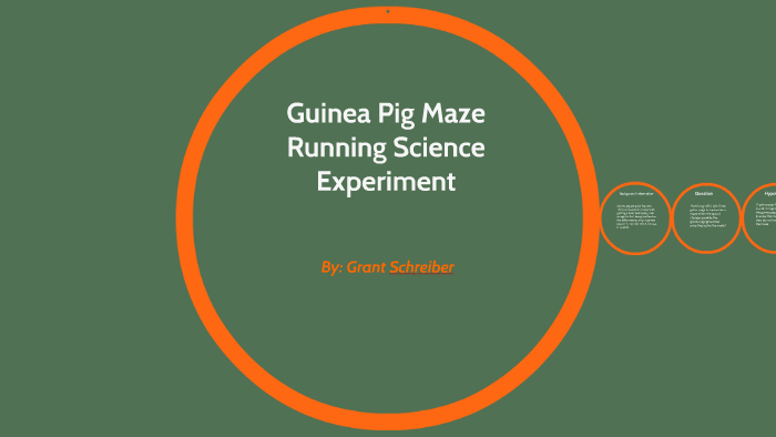 Guinea Pig Maze Running Science Experiment by g s on Prezi
