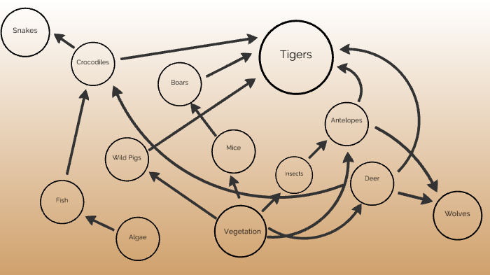 Sumatran Tiger Food Web by Jaad-Joseph ALASHHAB on Prezi